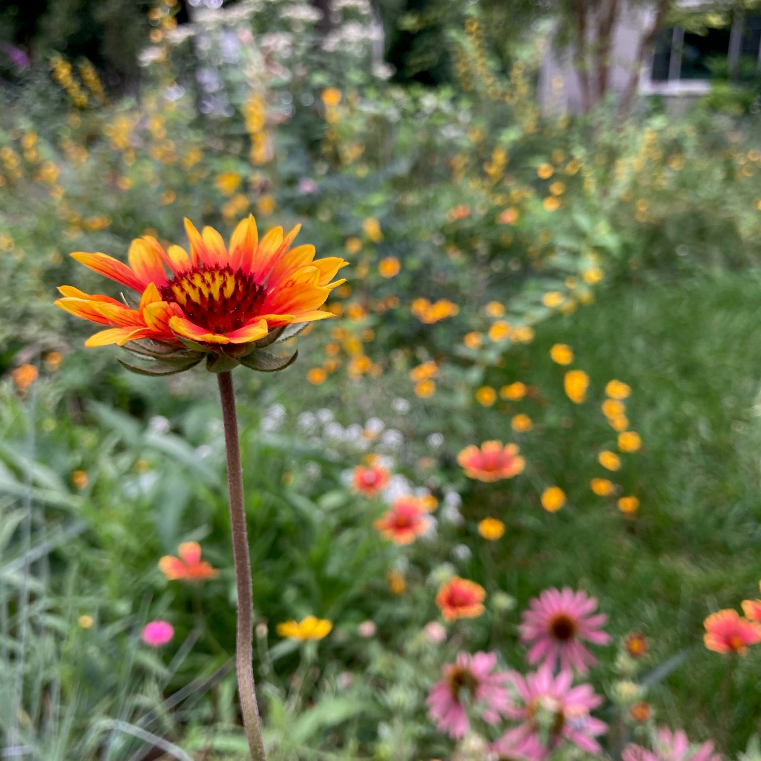 Oak & Ember Flower CSA
